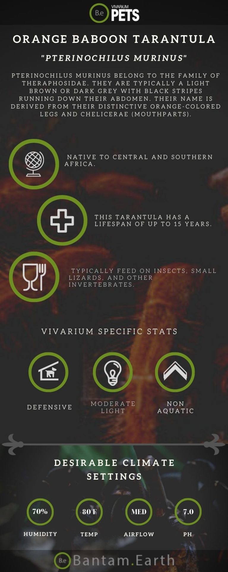 Orange Baboon Tarantula: Pterinochilus Murinus Care Guide