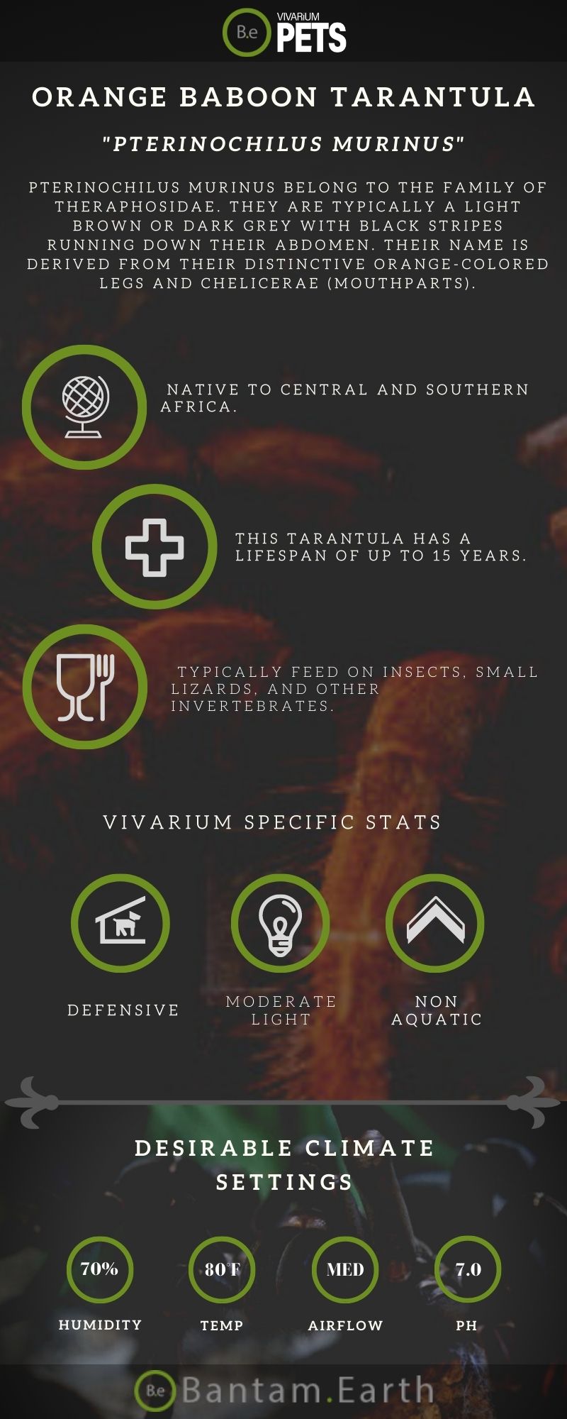 Orange Baboon Tarantula: Pterinochilus Murinus Care Guide
