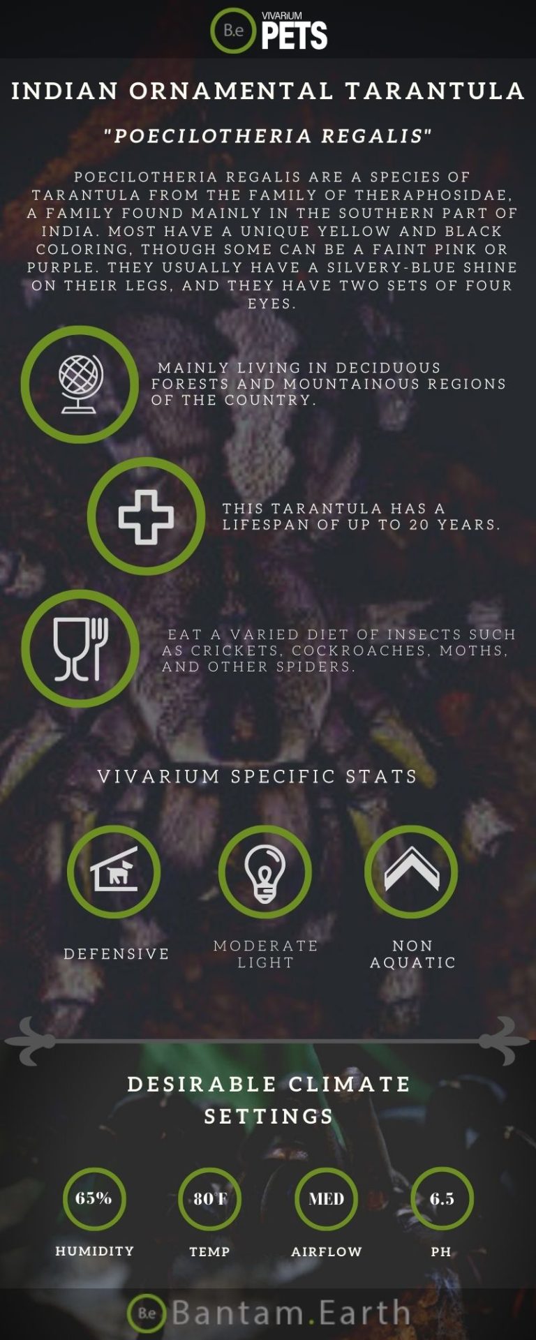 Poecilotheria Regalis: Indian Ornamental Tarantula Care Guide