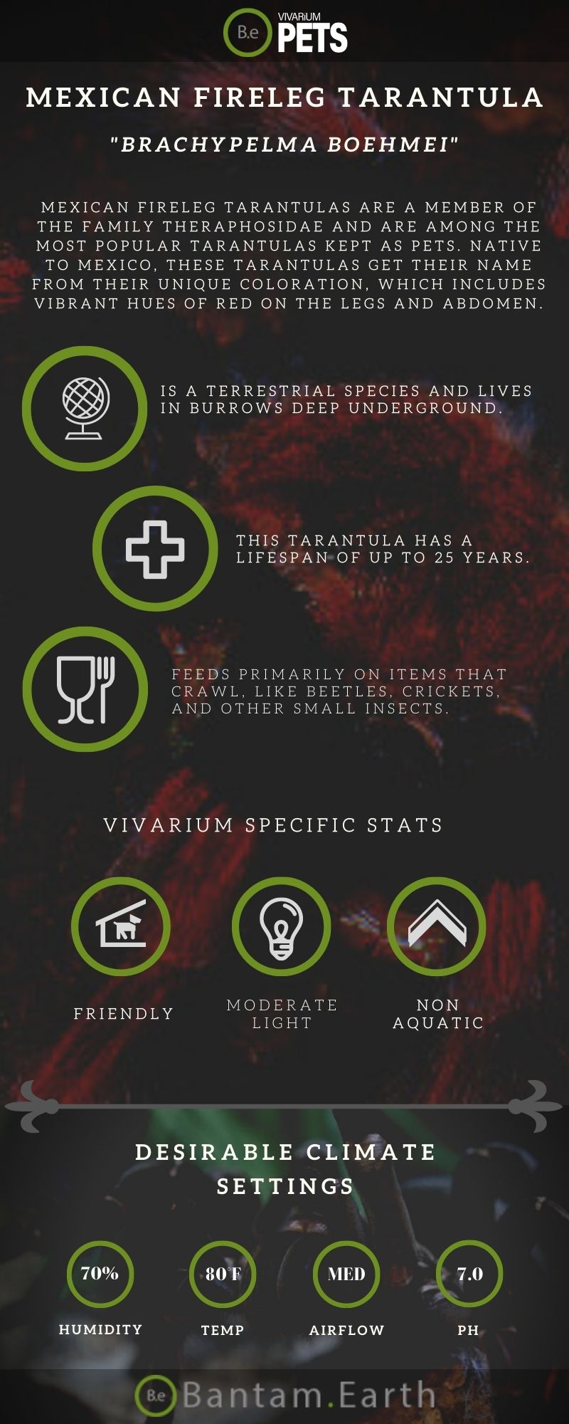 Brachypelma Boehmei: Mexican Fireleg Tarantula Care Guide