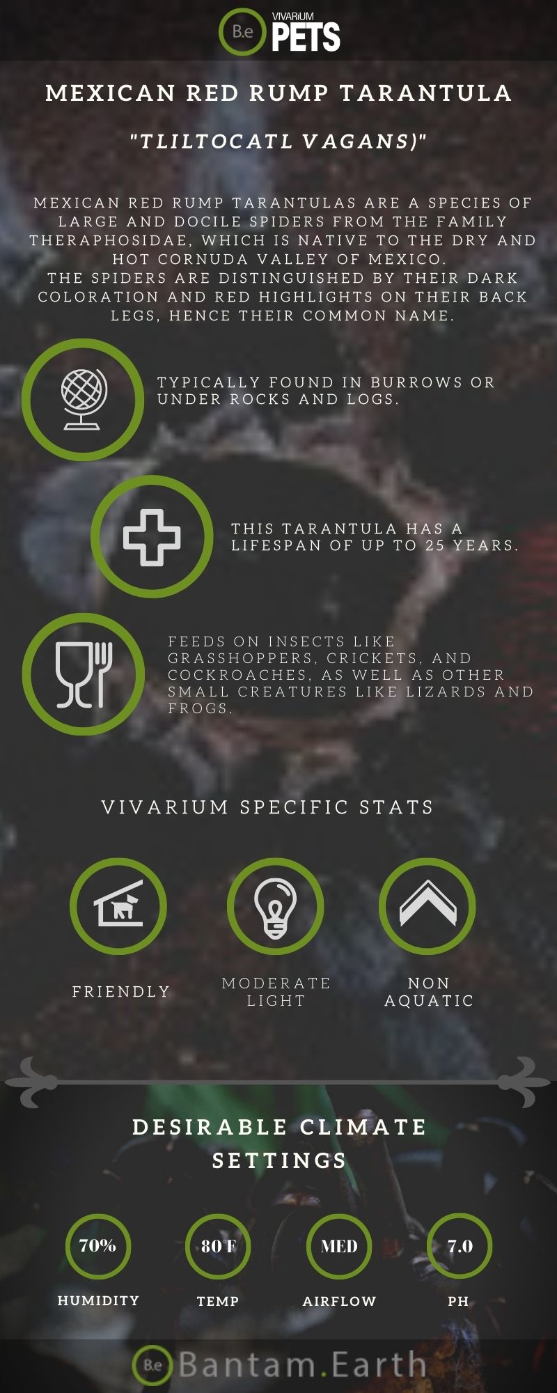 Tliltocatl Vagans: Mexican Red Rump Tarantula Care Guide!
