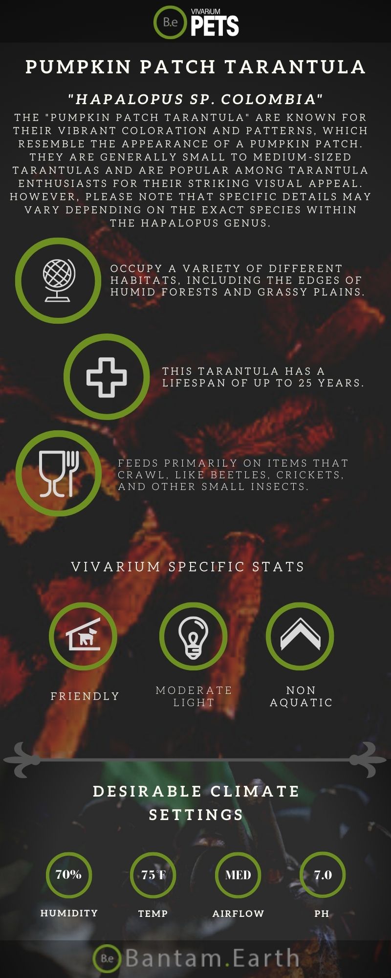 Hapalopus Sp. Colombia: Pumpkin Patch Tarantula Care Guide