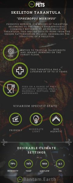 Skeleton Tarantula: The Ephebopus Murinus Care Guide!