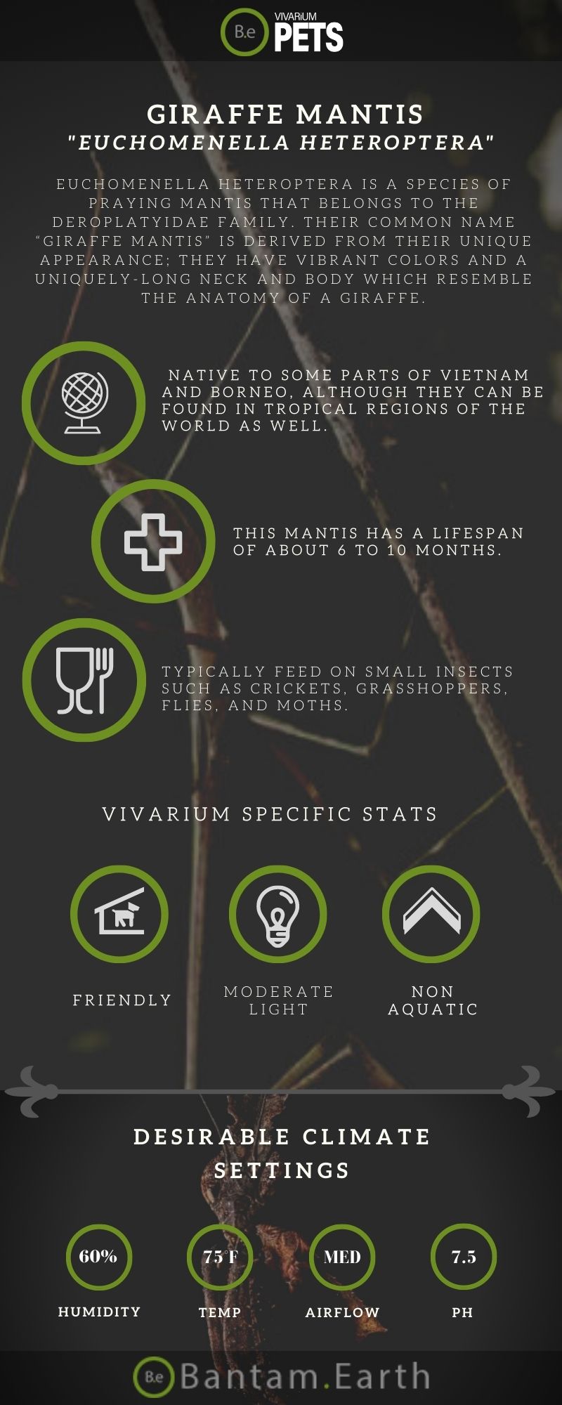 Giraffe Mantis: A Full Euchomenella Heteroptera Care Guide!