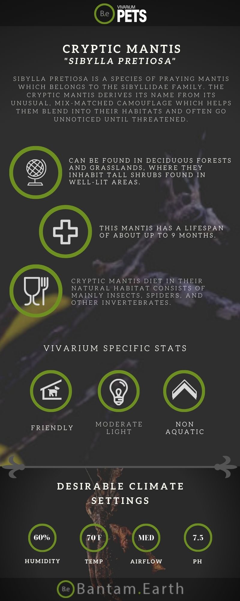 Sibylla Pretiosa: The Ultimate Cryptic Mantis Care Guide!