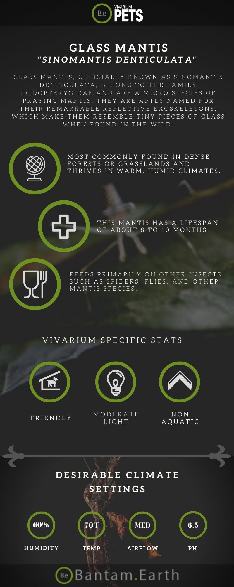 Sinomantis Denticulata: Ultimate Glass Mantis Care Guide!