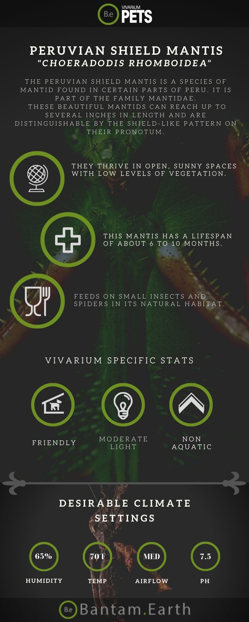 Choeradodis Rhomboidea: A Peruvian Shield Mantis Guide!