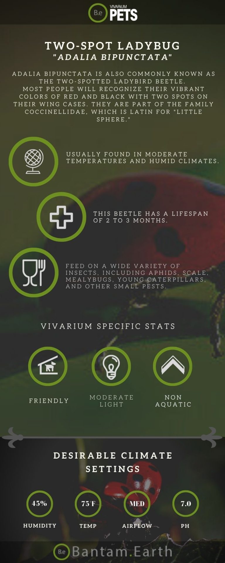 Adalia Bipunctata: A Complete Two-spot Ladybug Guide!