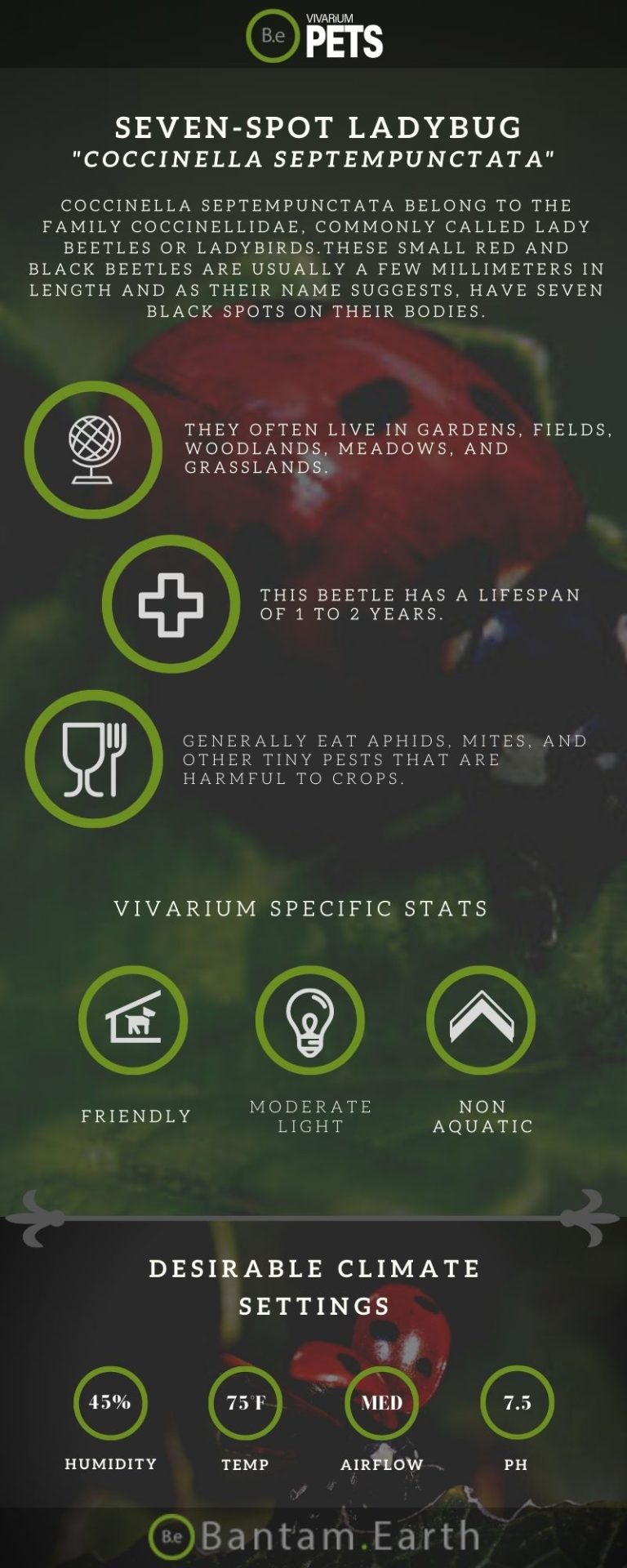 Coccinella Septempunctata: A Seven-spot Ladybug Guide!