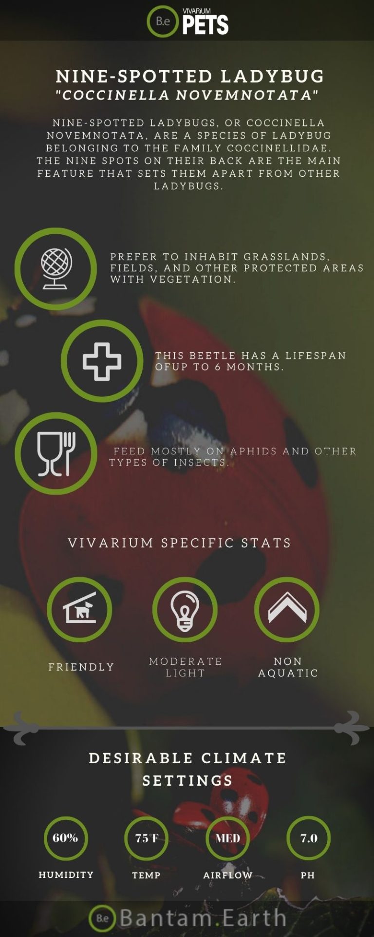 Coccinella Novemnotata: A Nine-spotted Ladybug Guide!