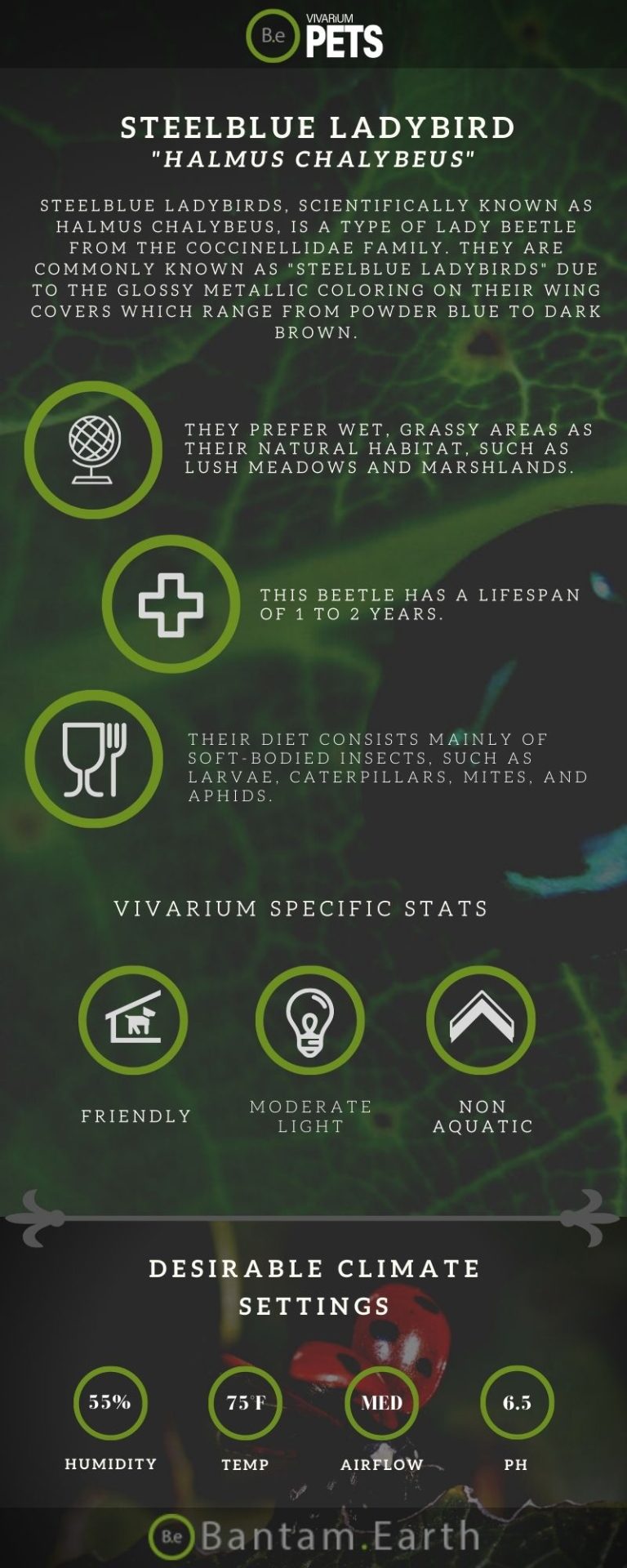 Steelblue Ladybird: The Halmus Chalybeus Care Guide!