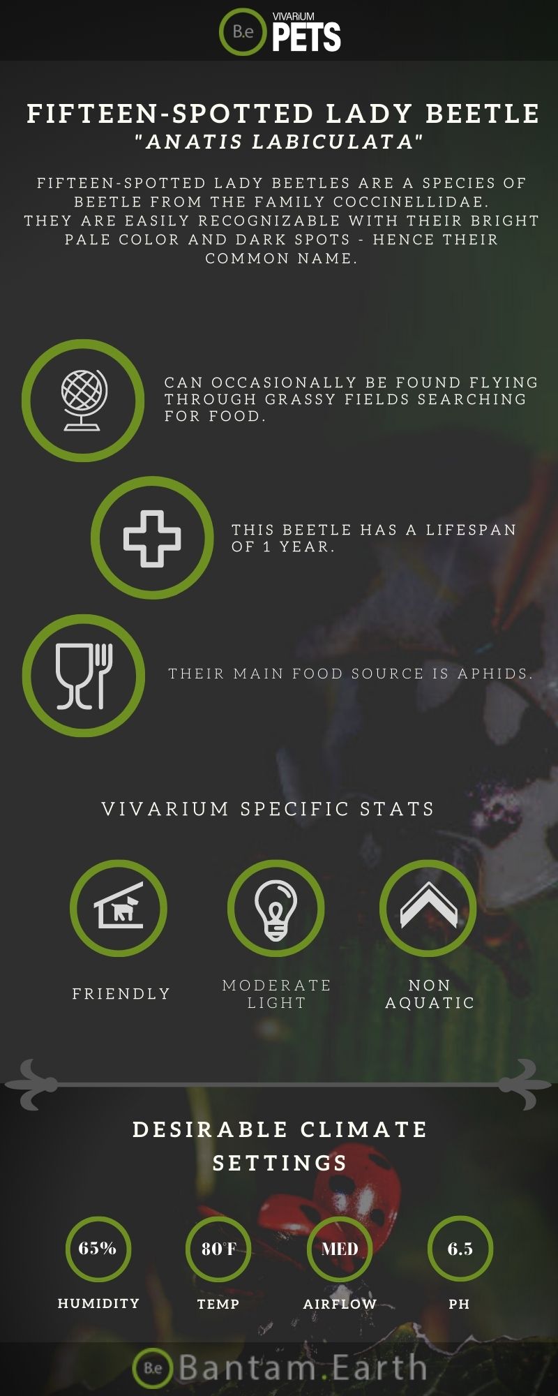 Anatis Labiculata: A Fifteen-spotted Lady Beetle Care Guide!