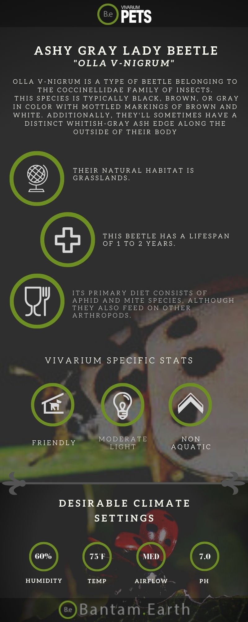 Olla V-nigrum: The Ashy Gray Lady Beetle Care Guide!