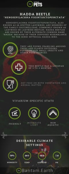 Henosepilachna Vigintioctopunctata: Hadda Beetle Guide