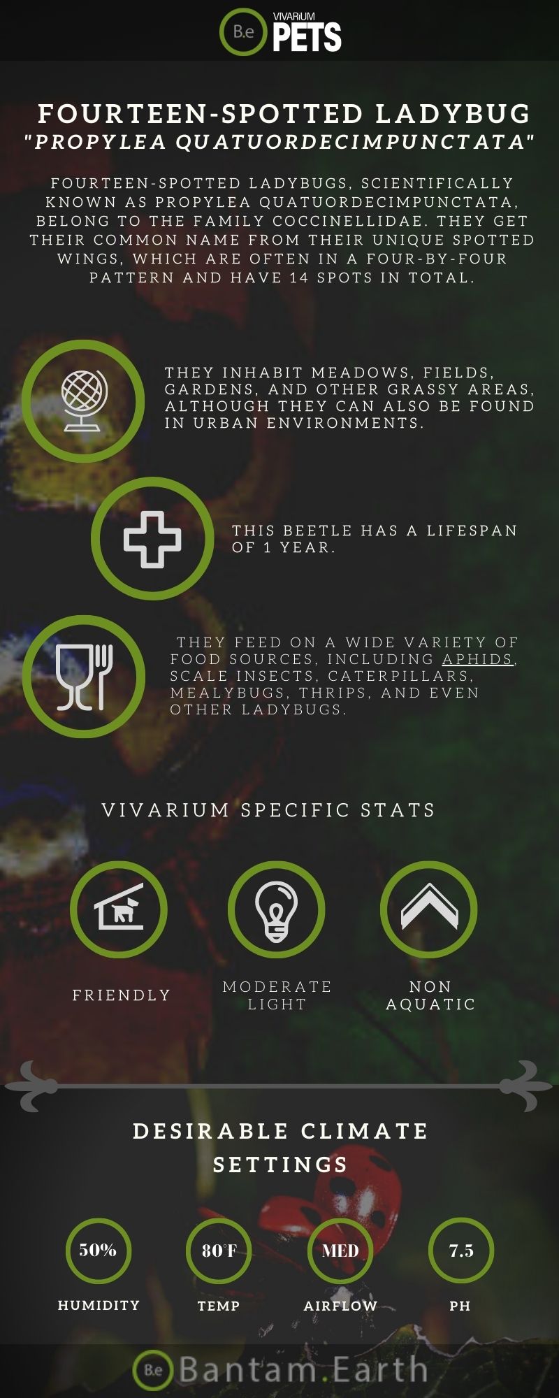 Propylea Quatuordecimpunctata: 14-spotted Ladybug Care!