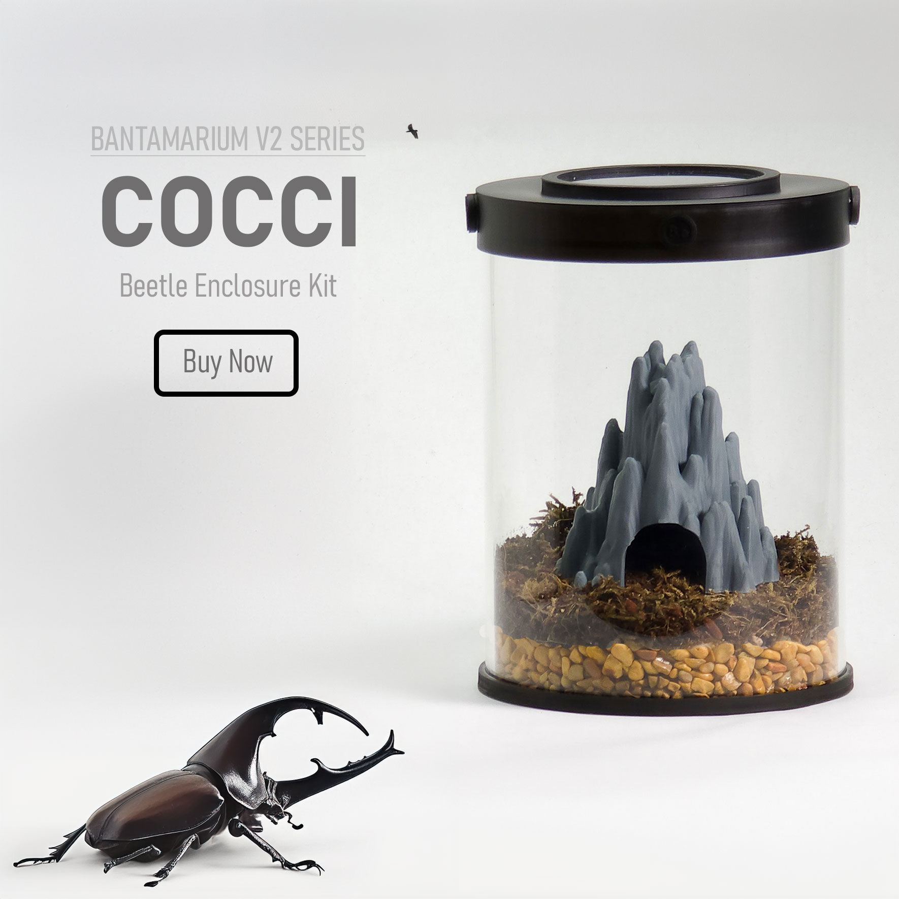 California Ladybug: The Coccinella Californica Care Guide!