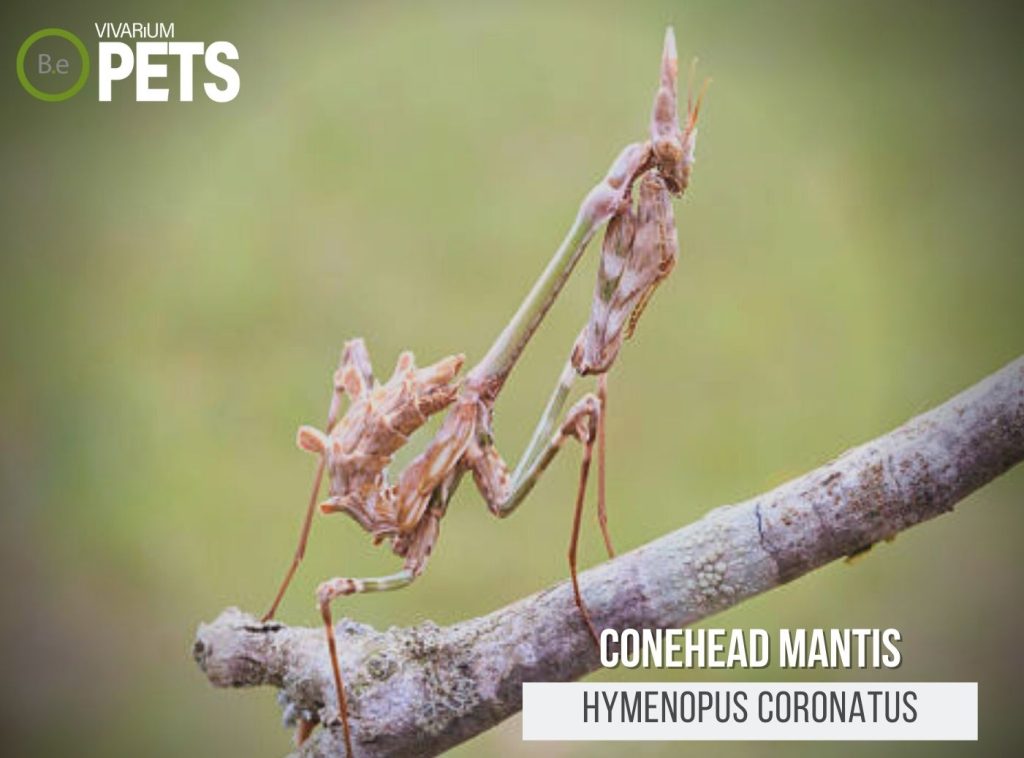 Empusa Pennata: A Complete Conehead Mantis Care Guide!