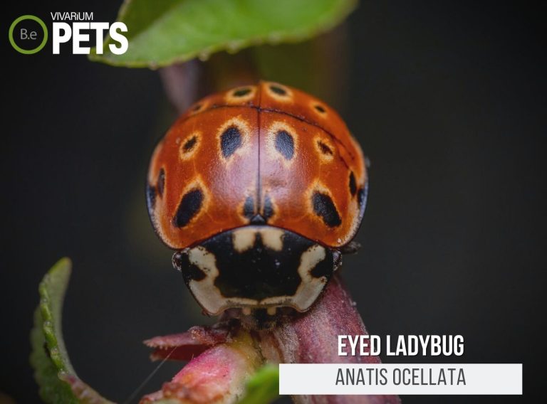 Anatis Ocellata: A Complete Eyed Ladybird Care Guide!
