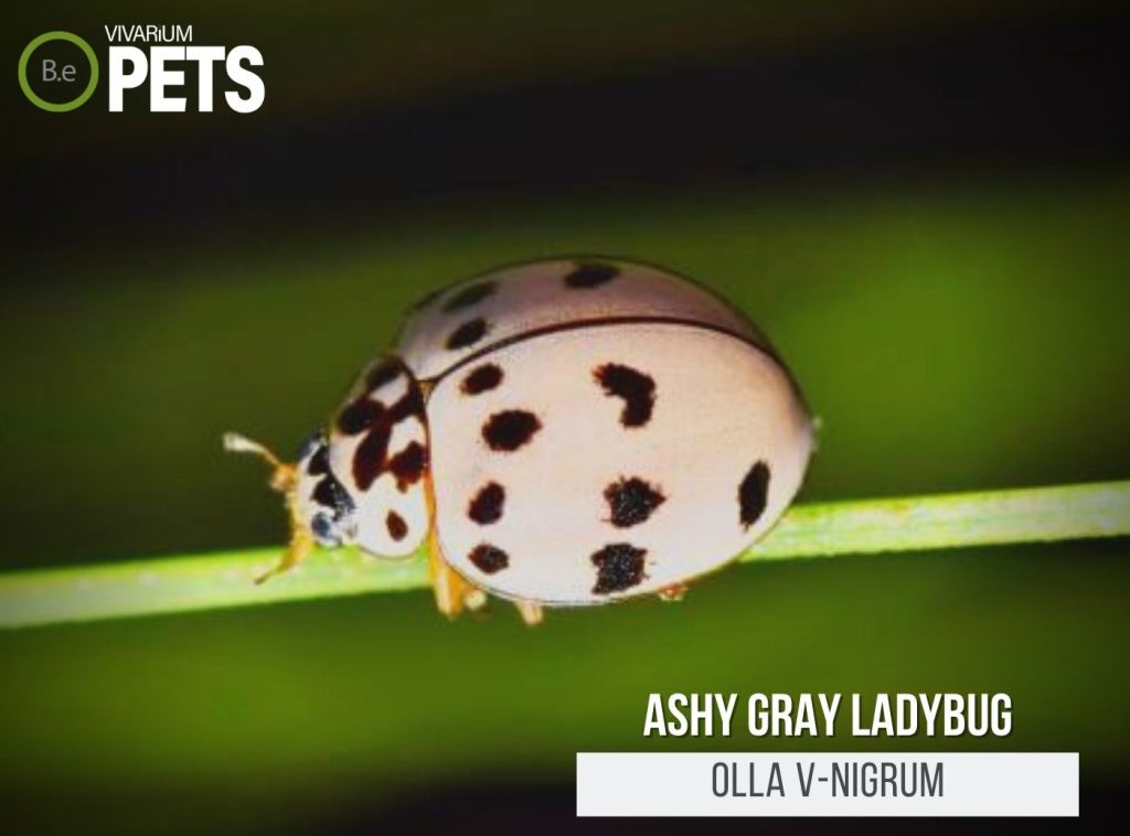 Olla V-nigrum: The Ashy Gray Lady Beetle Care Guide!