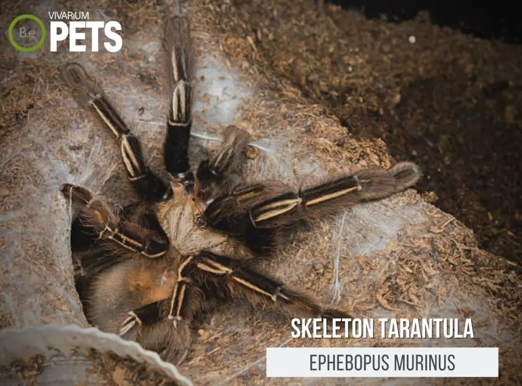 Skeleton Tarantula: The Ephebopus Murinus Care Guide!