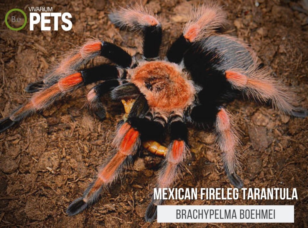Brachypelma Boehmei: Mexican Fireleg Tarantula Care Guide