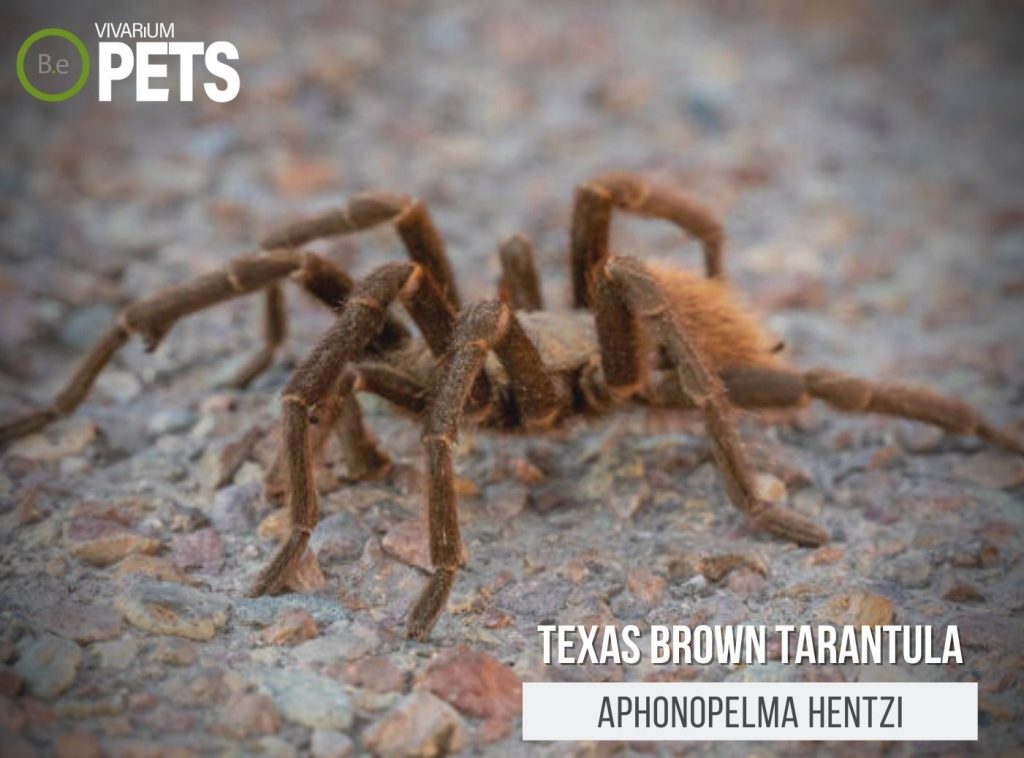 Aphonopelma Hentzi: A Texas Brown Tarantula Care Guide!