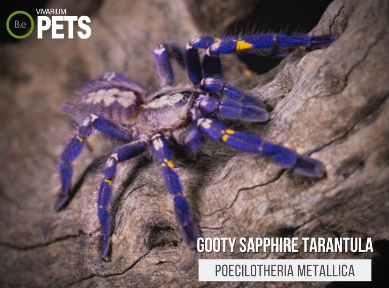 Poecilotheria Metallica: Gooty Sapphire Tarantula Care Guide