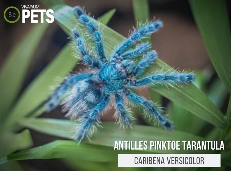 Caribena Versicolor: Antilles Pinktoe Tarantula Care Guide!