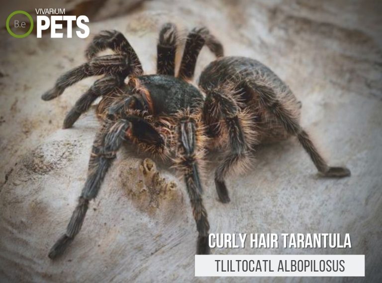 Curly Hair Tarantula: The Tliltocatl Albopilosus Care Guide!