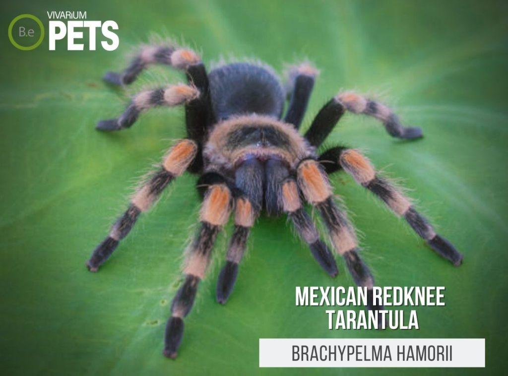 Brachypelma Hamorii: Mexican Redknee Tarantula Care Guide