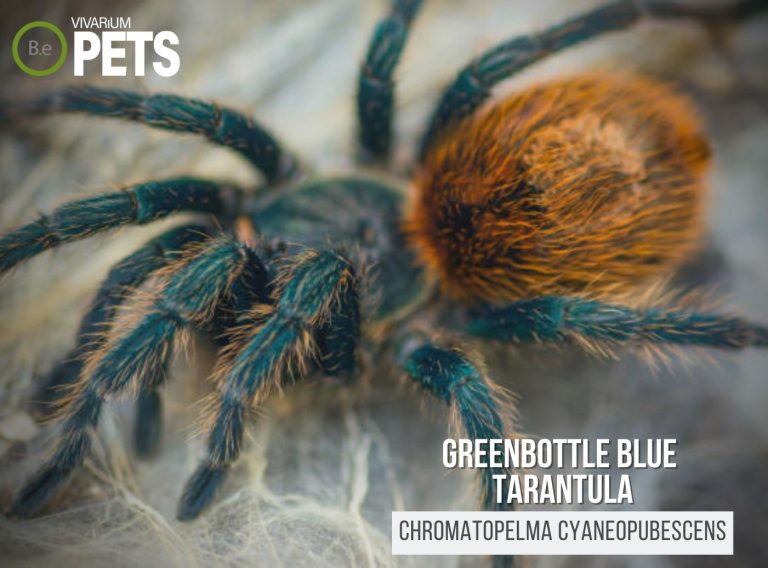 Greenbottle Blue Tarantula: Chromatopelma Cyaneopubescens Care