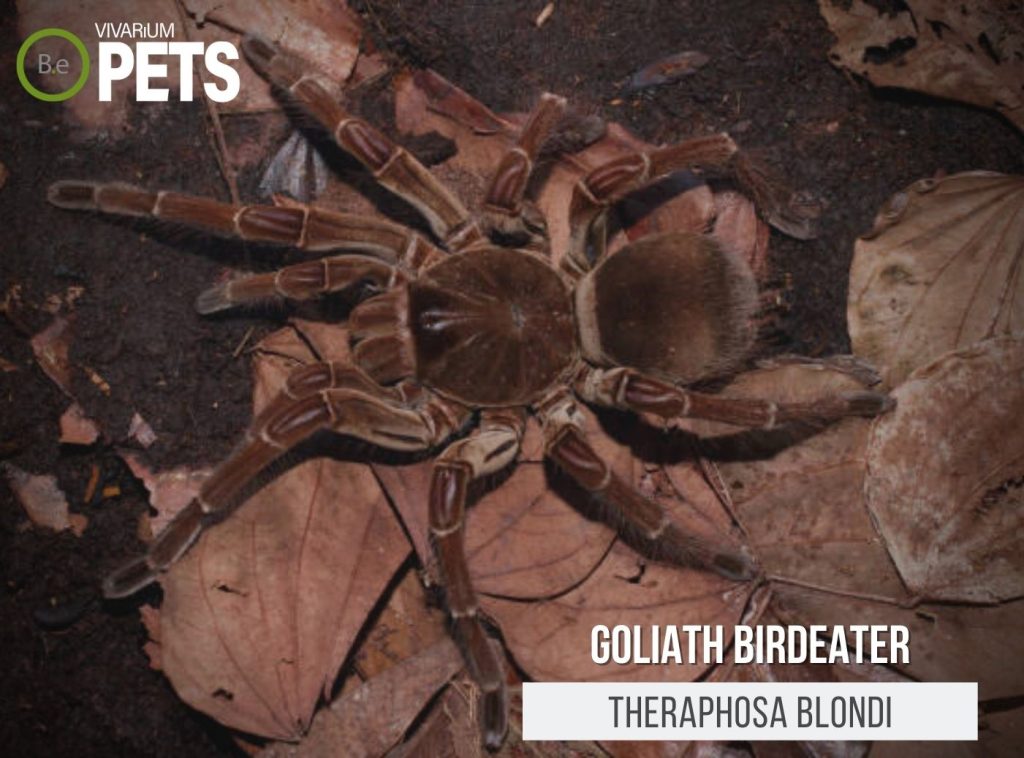Goliath Birdeater: Ultimate Theraphosa Blondi Care Guide!