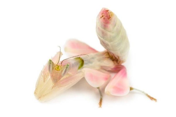 12 Unworldly Types Of Flower Mantis That Actually Exist!