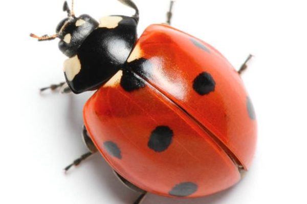 26 Types Of Ladybugs To Catch As Pets! (Sorted By Color)