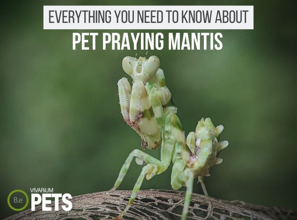 27 Unusual Types Of Pet Praying Mantis + Care & Setup Tips
