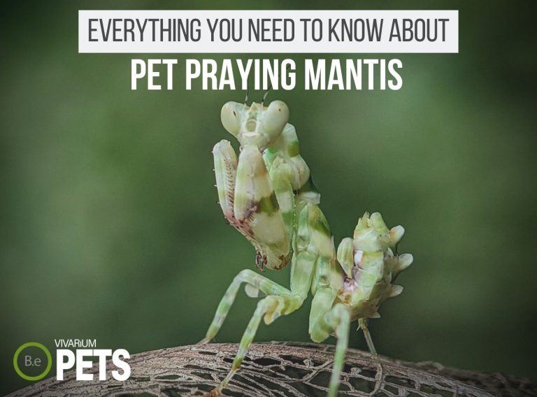 27 Unusual Types Of Pet Praying Mantis + Care & Setup Tips