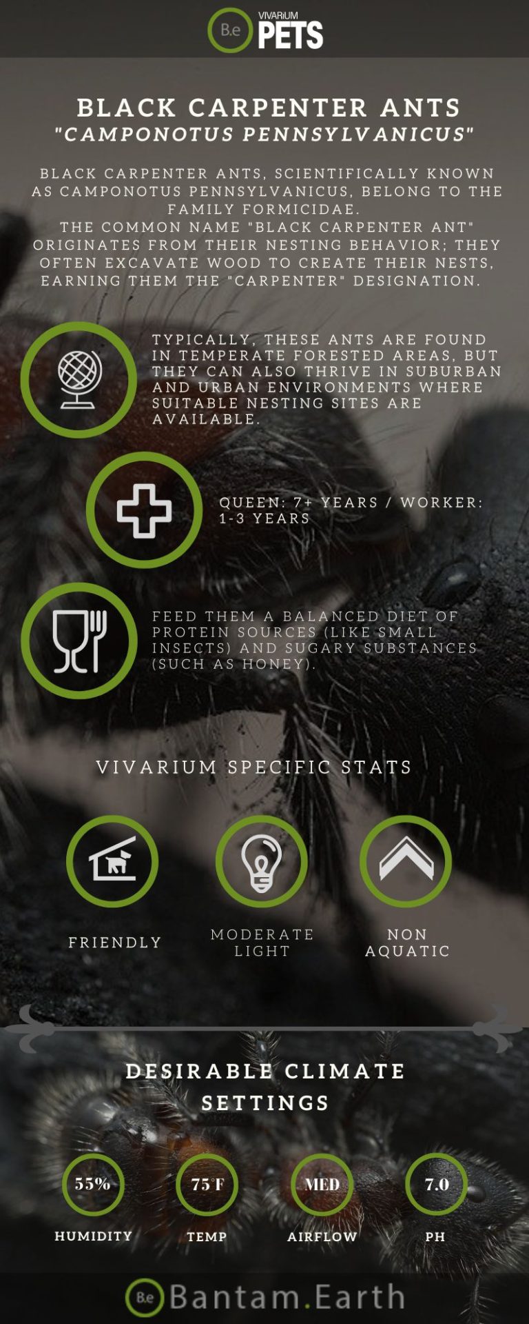 Camponotus Pennsylvanicus: Black Carpenter Ants Care Guide