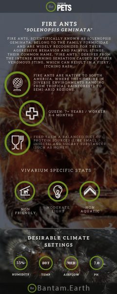 A Complete Solenopsis Geminata: Fire Ants Care Guide