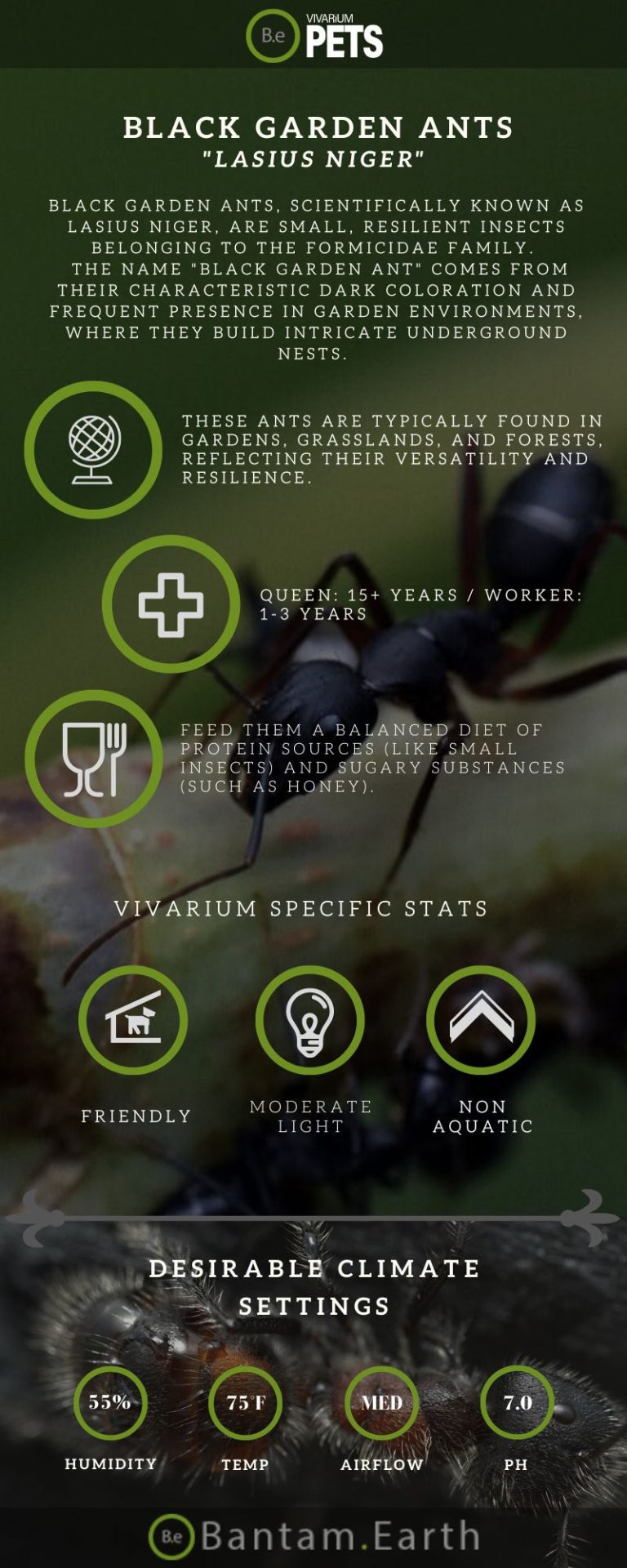 A Complete Lasius Niger: Black Garden Ants Care Guide