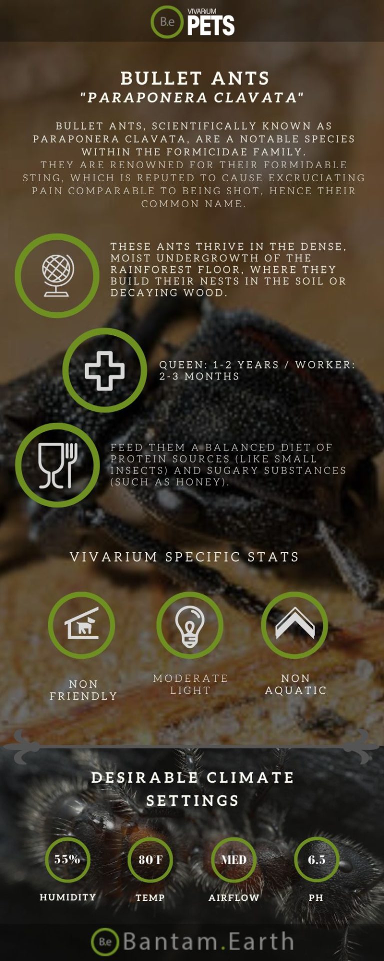 A Complete Paraponera Clavata: Bullet Ants Care Guide