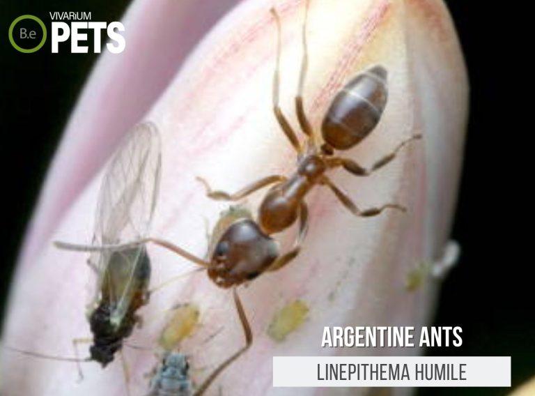 A Complete Linepithema Humile: Argentine Ants Care Guide