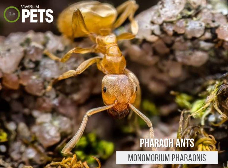 Monomorium Pharaonis: Pharaoh Ants In-Depth Care Guide