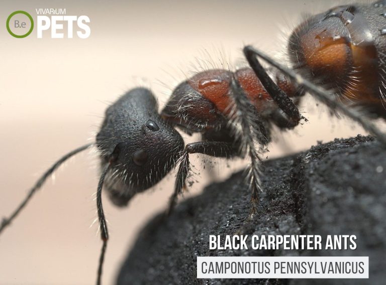 Camponotus Pennsylvanicus: Black Carpenter Ants Care Guide