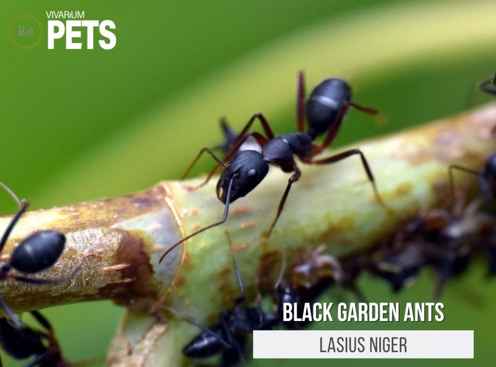 A Complete Lasius Niger: Black Garden Ants Care Guide