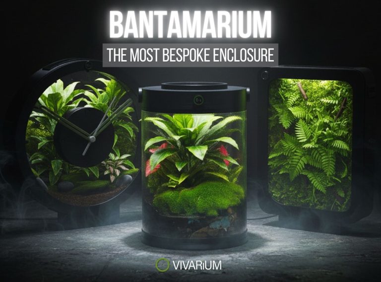 What Is A Vivarium? A Beginner's Guide To Miniature Ecosystems
