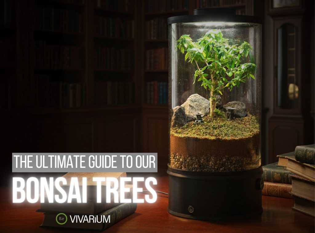 Explore Our Various Types Of Vivariums | Bantam + Ariums